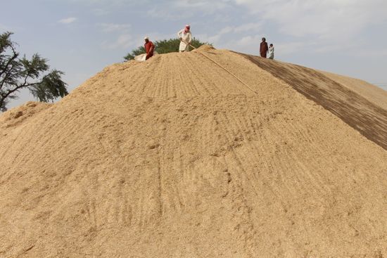 Workers Stock Wheat Hay Preservation Larkana Editorial Stock Photo ...