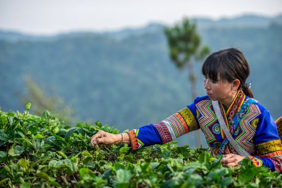 Woman Lahu Ethnic Group Picks Tea Editorial Stock Photo - Stock Image ...