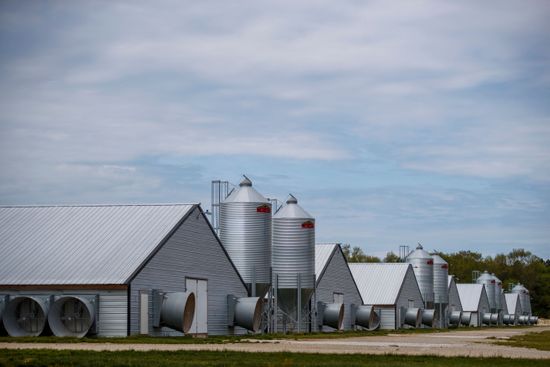 Poultry Barns Near Temperanceville Virginia Usa Editorial Stock Photo ...