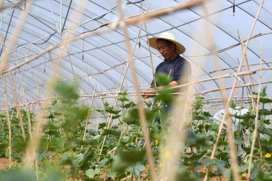 Farmer Works Vegetable Planting Base Zipeng Editorial Stock Photo ...