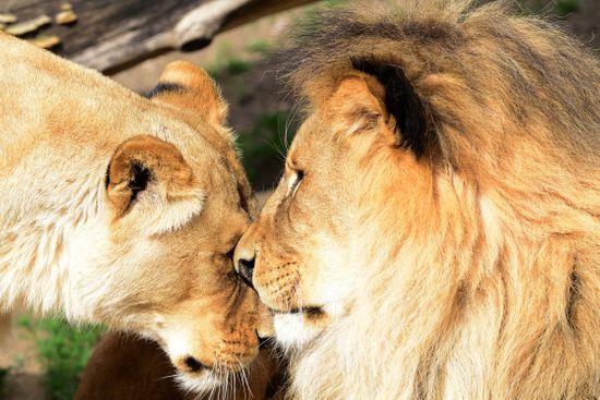 Lions Called Leon Female Ronja Head Editorial Stock Photo - Stock Image ...