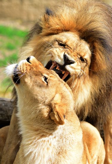 Lions Called Leon Female Ronja Head Editorial Stock Photo - Stock Image ...
