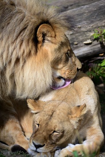 Lions Called Leon Female Ronja Head Editorial Stock Photo - Stock Image ...