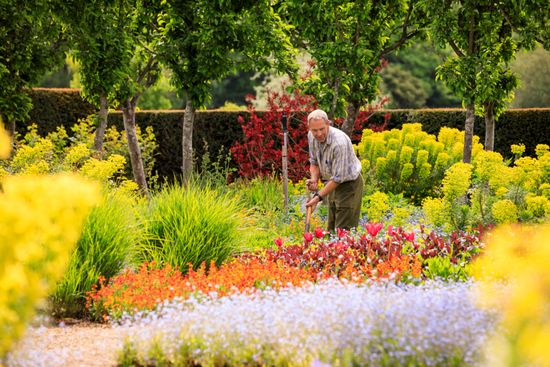 Head Gardener Richard Burnip Pictured Amongst Editorial Stock Photo ...