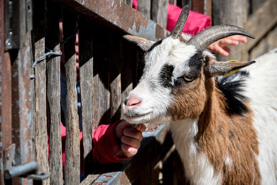 Visitors Watch Stroke Little Goats Zoo Editorial Stock Photo - Stock ...
