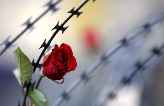 Red Rose Hung On Barbed Wires Editorial Stock Photo - Stock Image ...