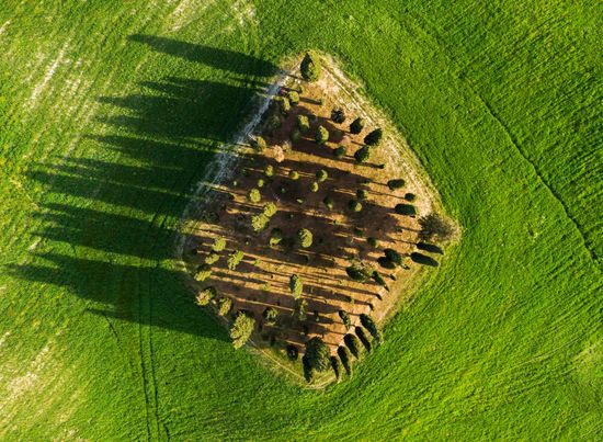 Zenith Aerial View Cypress Trees On Editorial Stock Photo - Stock Image ...
