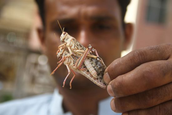 Man Holds Locusts Hyderabad Pakistan 08 Editorial Stock Photo - Stock ...