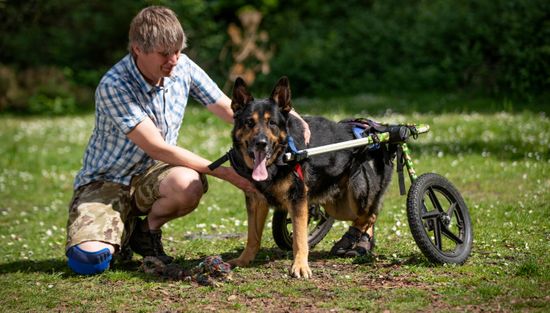 Vinnie His Owner Dave Harfield Retired Editorial Stock Photo - Stock ...