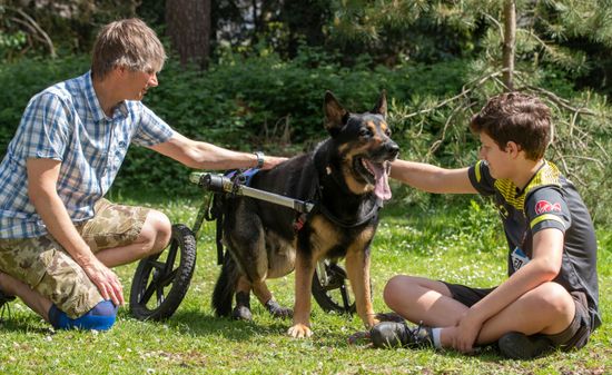 Vinnie His Owners Dave Harfield Son Editorial Stock Photo - Stock Image ...