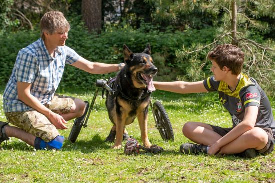 Vinnie His Owners Dave Harfield Son Editorial Stock Photo - Stock Image ...