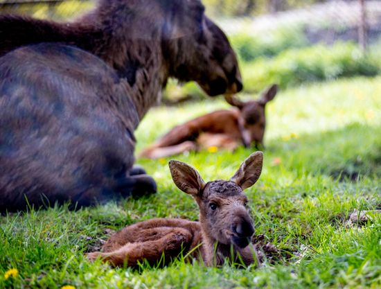Alsa Moose Swedish Has Given Birth Editorial Stock Photo - Stock Image ...