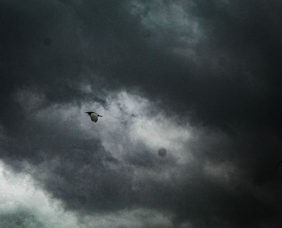 Bird Returning Home Super Cyclone Amphan Editorial Stock Photo - Stock ...