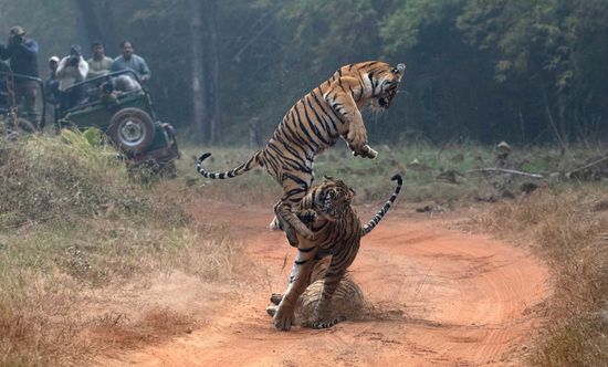 Athletic Young Tiger Springs High Into Editorial Stock Photo - Stock ...