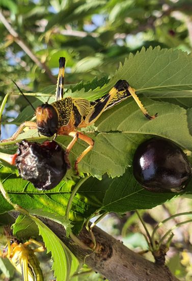 Locusts Seen Fruit Farm On Outskirts Editorial Stock Photo - Stock ...