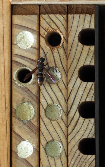 Solidary Wasp Bee Hotel Taipei Taiwan Editorial Stock Photo - Stock ...
