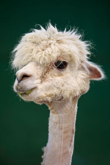 Sheer Madness Mimi Alpaca Pictured Bocketts Editorial Stock Photo ...
