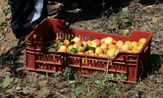 View Freshly Harvested Apricot Fruits Fields Editorial Stock Photo ...
