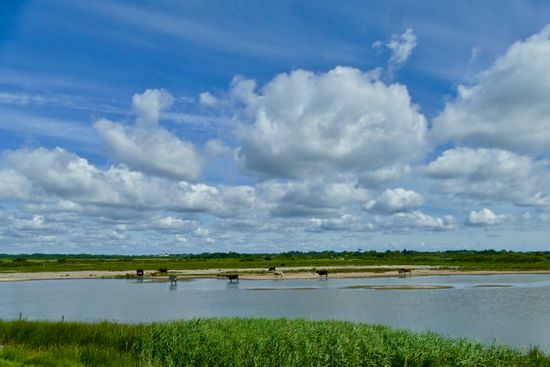 Cattle Sea Water By Lagoon Editorial Stock Photo - Stock Image ...