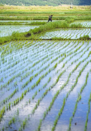 Villager Works Rice Field Guangdong Village Editorial Stock Photo ...