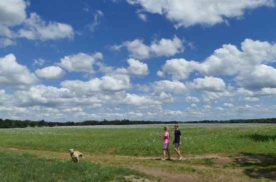People Walk Through Flax Poppy Fields Editorial Stock Photo - Stock ...