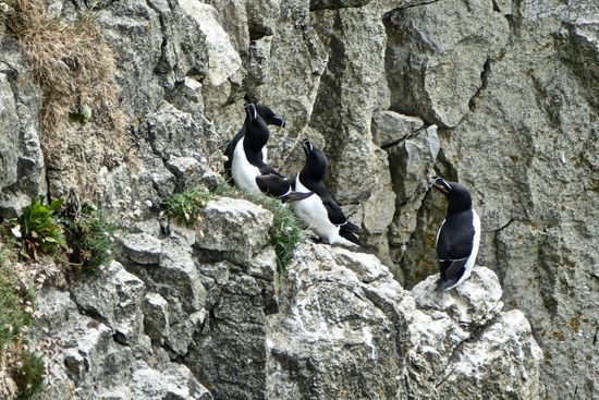 Razorbills Rest On Ragged Ledges Editorial Stock Photo - Stock Image ...