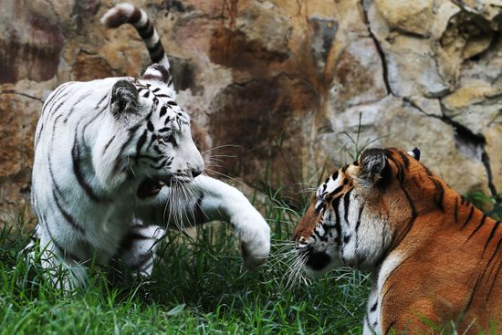View Two Tigers Cali Zoo Colombia Editorial Stock Photo - Stock Image ...