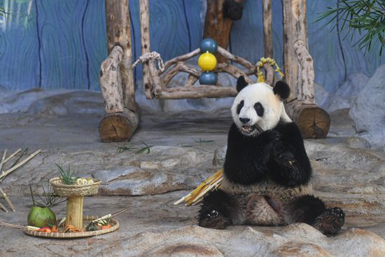 Giant Panda Gong Gong Enjoys Food Editorial Stock Photo - Stock Image ...