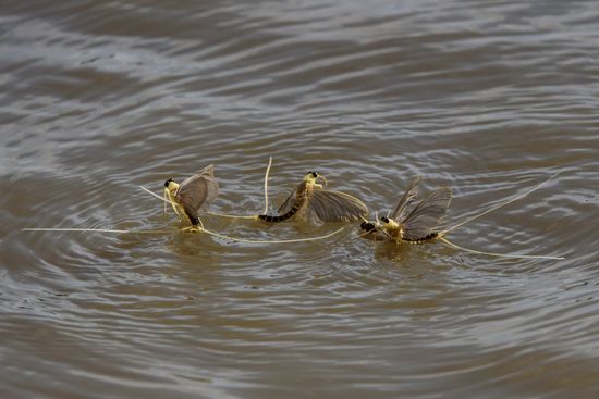Mayflies Palingenia Longicauda Ephemera Float On Editorial Stock Photo ...