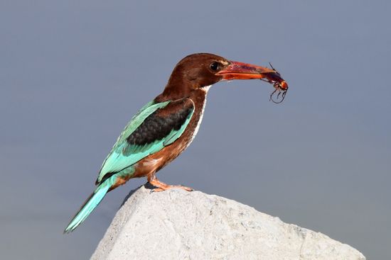 Whitethroated Kingfisher Catches Insect Beach Kuwait Editorial Stock ...