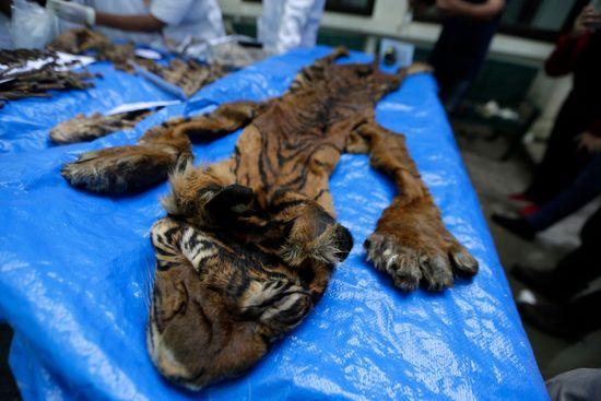 View Seized Sumatran Tiger Skin Bones Editorial Stock Photo - Stock ...