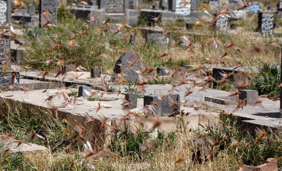 Swarm Desert Locusts Fly Toward Ground Editorial Stock Photo - Stock ...
