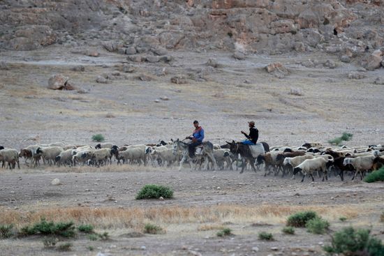 Palestinian Shepherds Lead Their Goats Sheep Editorial Stock Photo ...