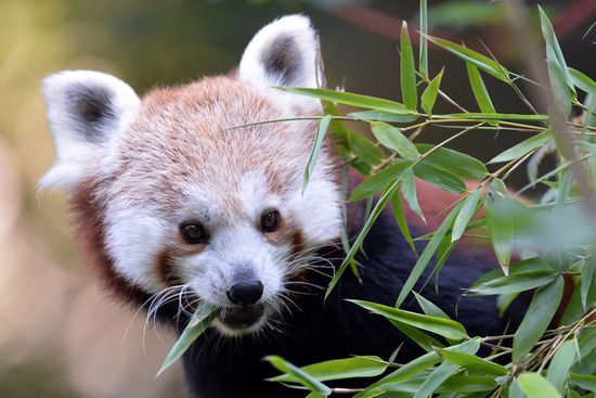 Female Red Panda Enclosure Liberec Zoo Editorial Stock Photo - Stock ...