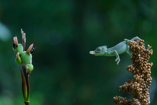 Sequence 3 7 Chameleon Balances On Editorial Stock Photo - Stock Image ...