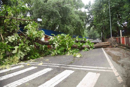 Tree Uprooted During Heavy Spell Rain Editorial Stock Photo - Stock ...