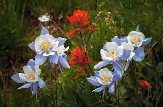 Columbine Indian Paintbrush Wildflowers Mingle Along Editorial Stock ...