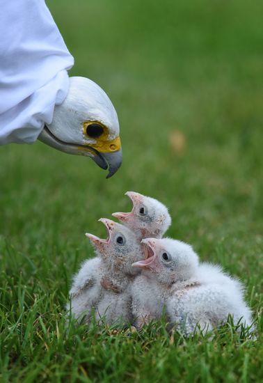 Three Peregrine Falcon Chicks Being Puppet Editorial Stock Photo ...