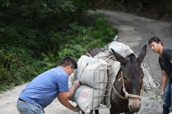 Mule Drivers Load Mules Sand Cement Editorial Stock Photo - Stock Image ...