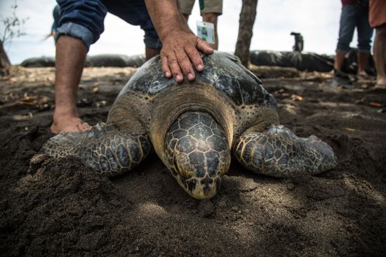 Team Marine Conservation Center Guatemalan Association Editorial Stock ...