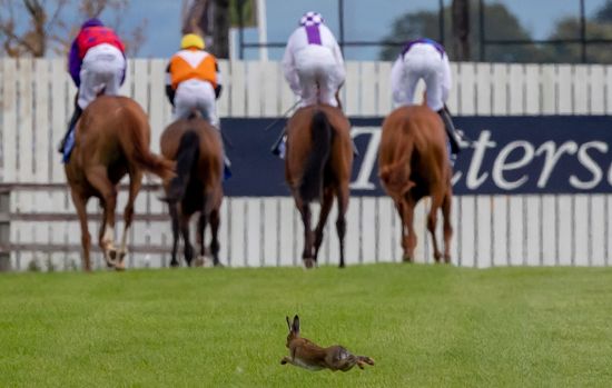Hare Follows Horses Track Irish Stallion Editorial Stock Photo - Stock ...