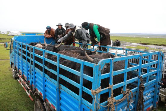 Local Herdsmen Try Find Their Lost Editorial Stock Photo - Stock Image | Shutterstock