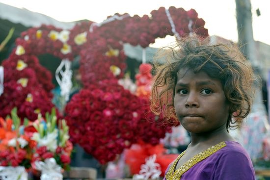 Pakistani Flower Vendor Displays Fresh Roses Editorial Stock Photo ...