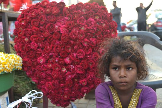 Pakistani Flower Vendor Displays Fresh Roses Editorial Stock Photo ...
