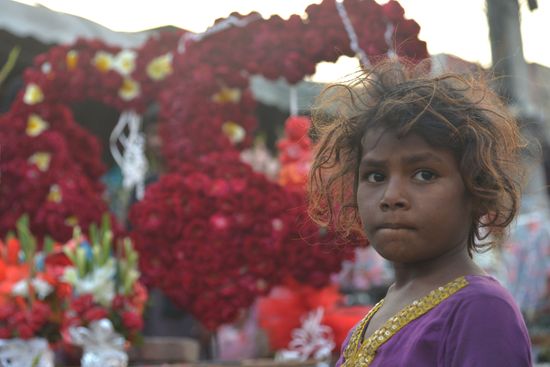 Pakistani Flower Vendor Displays Fresh Roses Editorial Stock Photo ...