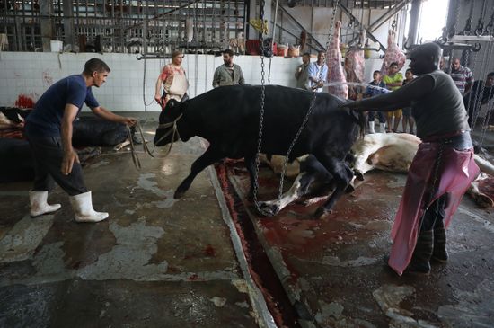 Group Butchers Prepare Slaughter Sacrificial Cow Editorial Stock Photo ...