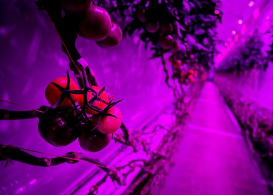 Plantlab Production Hall Amsterdam Netherlands 29 Editorial Stock Photo ...