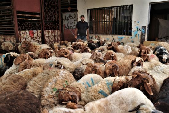 Muslim Vendor Shows Sacrificial Goats His Editorial Stock Photo - Stock ...