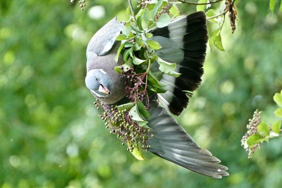 Wood Pigeon Hangs Upside Down Reaching Editorial Stock Photo - Stock ...