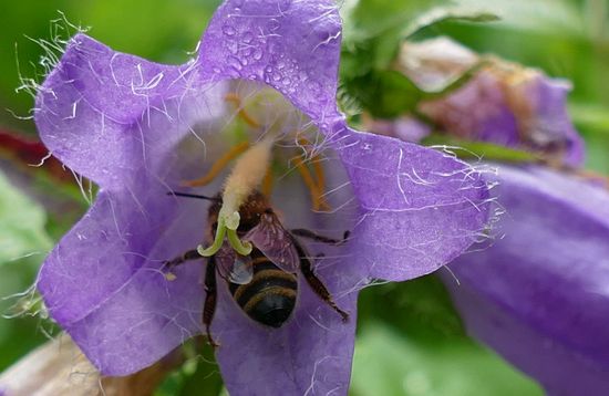 Bee Pollinates Violet Bellflower Campanula Cespitosa Editorial Stock ...